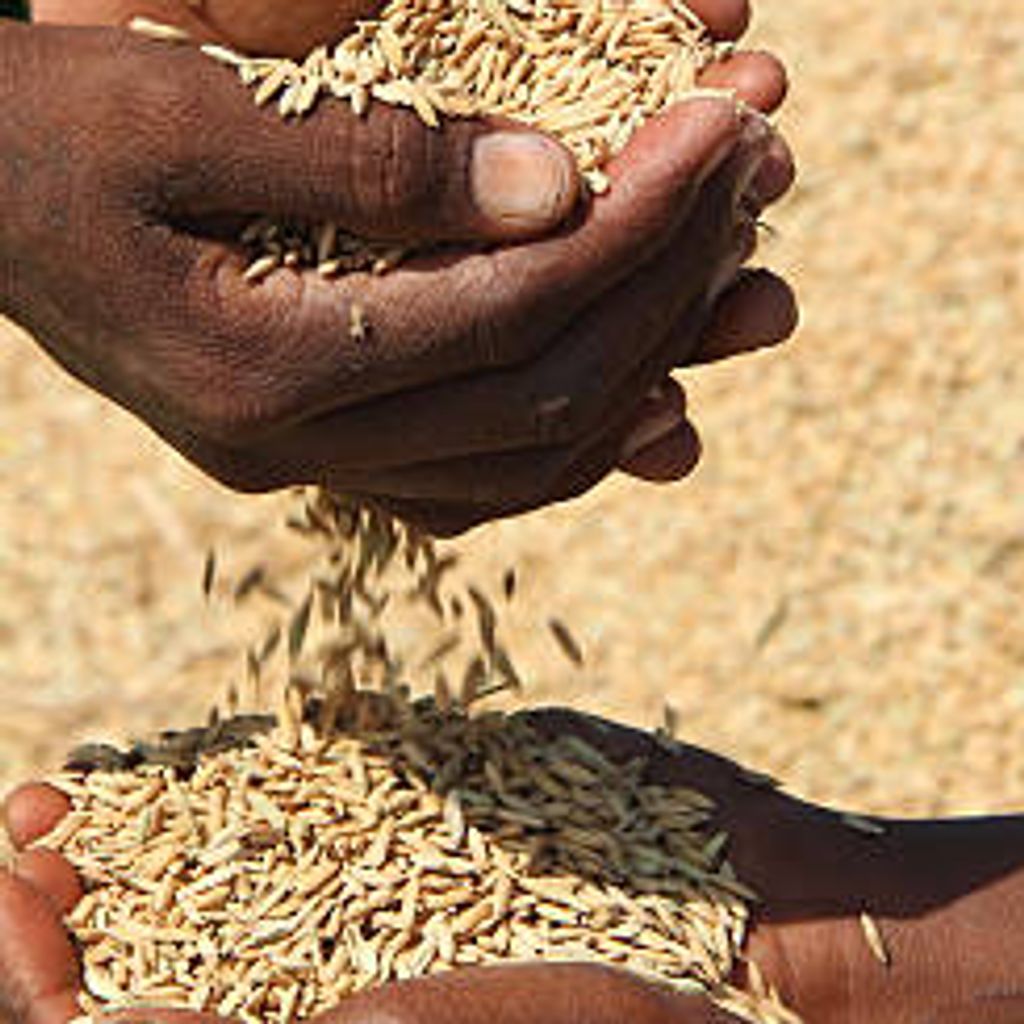 Agriculture in Sierra Leone – EntoTech Innovations